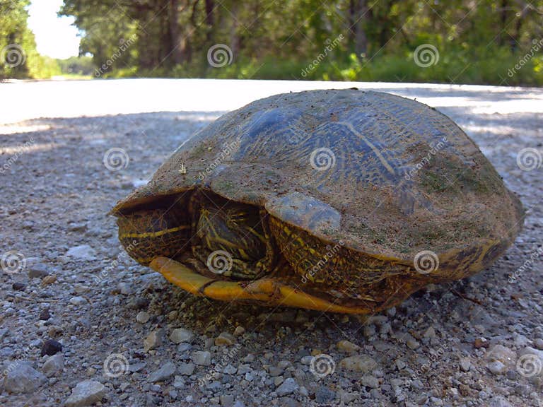 Turtle tortoise stock image. Image of tortoise, scared - 145180155