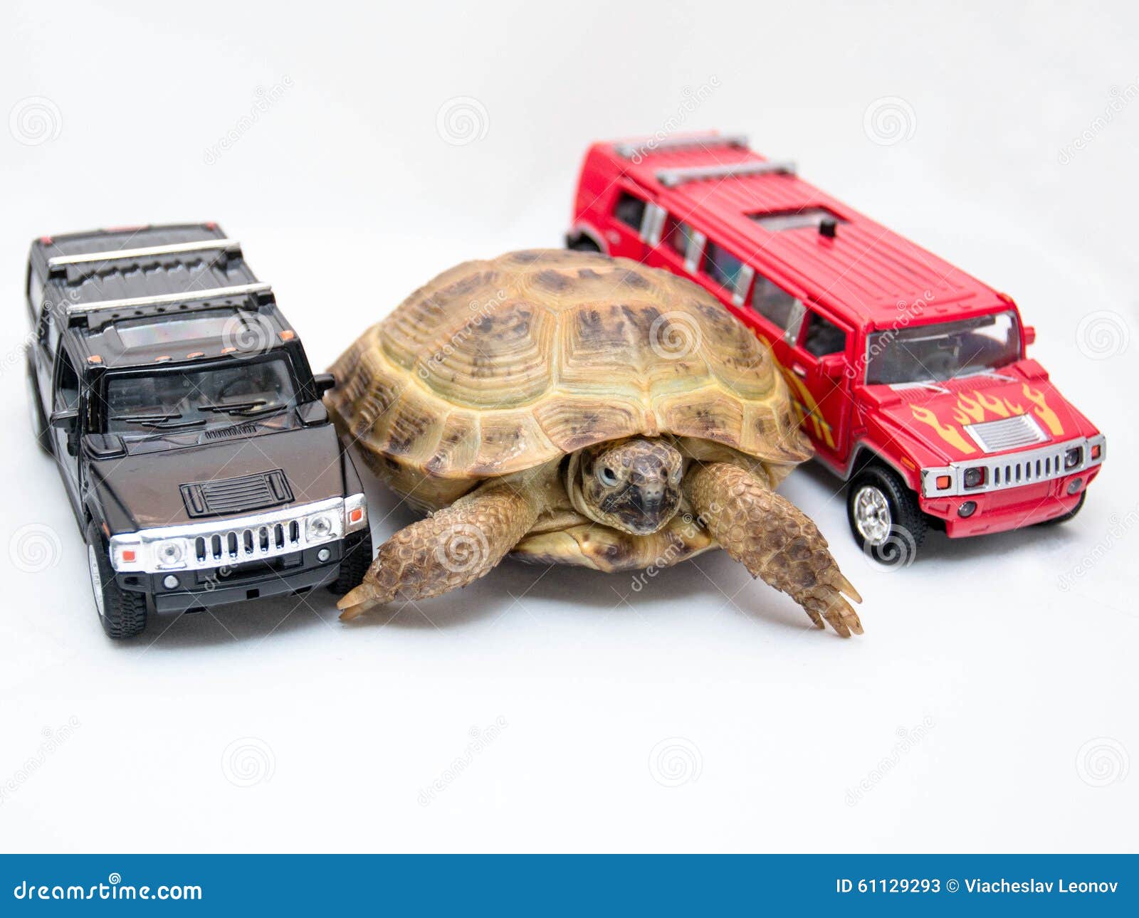 Turtle stock image. Image of turtle, home, carsn, cars - 61129293