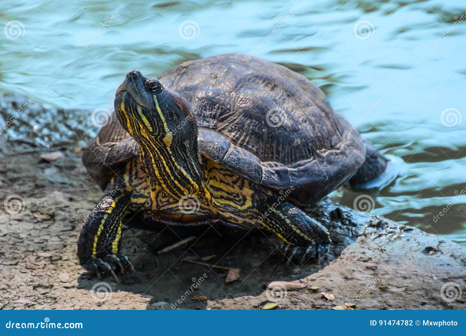 Turtle Tortoise Taking a Bath in the Sun Stock Photo - Image of ...