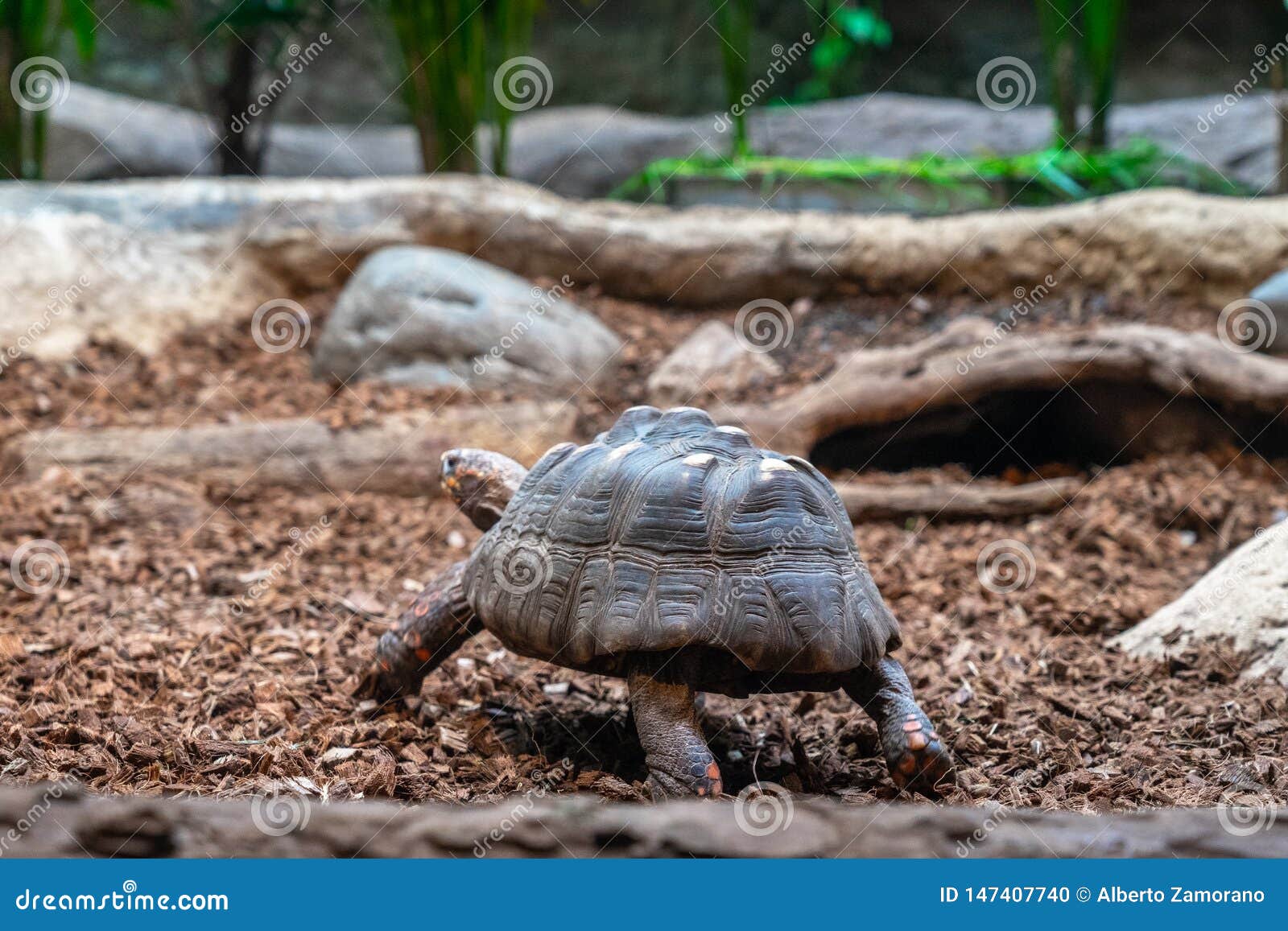 Turtle Tortoise Terrarium in Zoo Barcelona Stock Photo - Image of spain ...