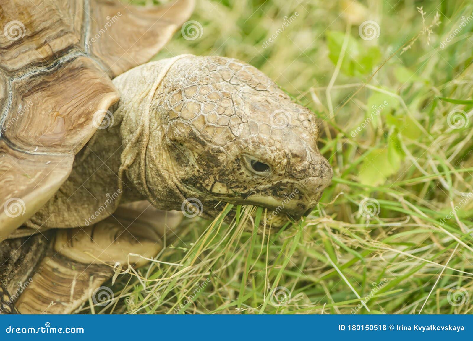 Turtle Tortoise, Testudinidae, Testudines Eating Green Grass Outdoors ...
