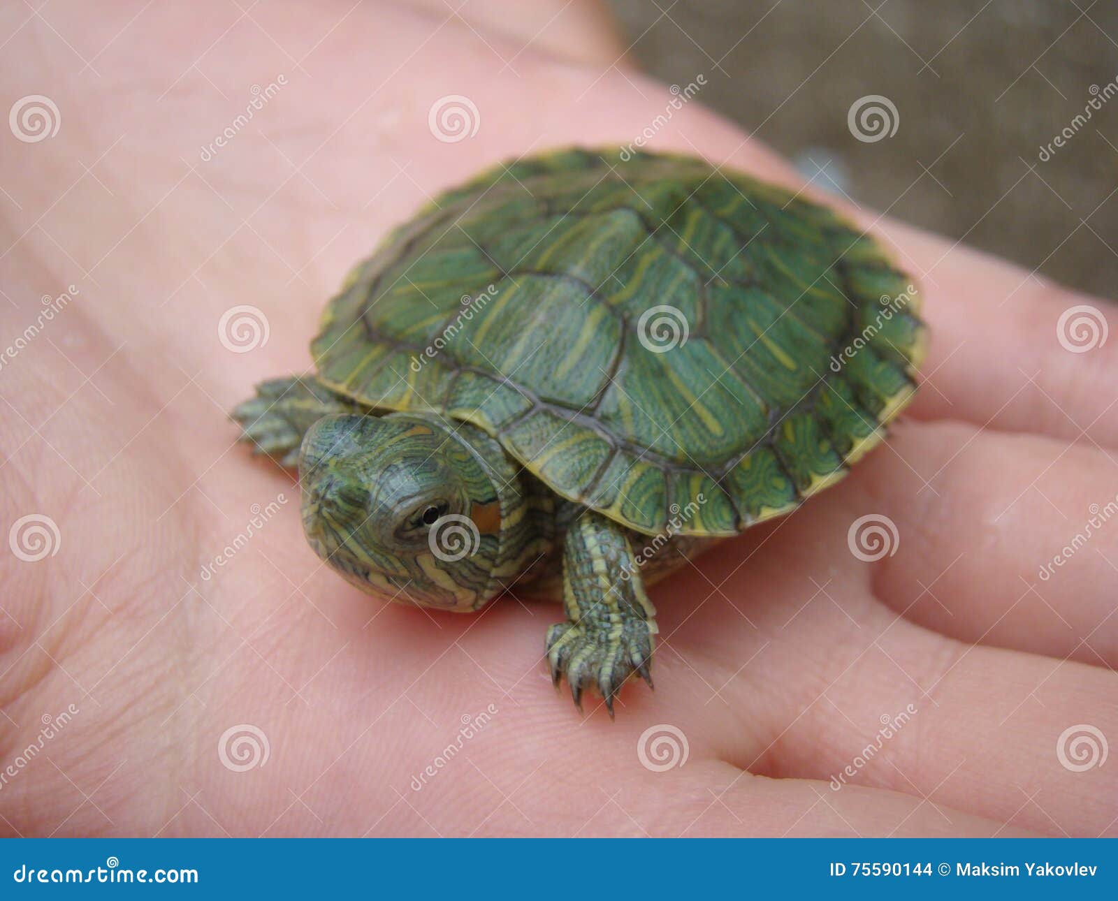 Turtle trachemys stock photo. Image of shell, children - 75590144