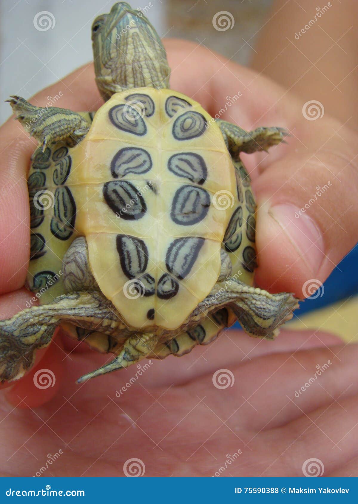 Turtle trachemys stock photo. Image of emydidae, shell - 75590388