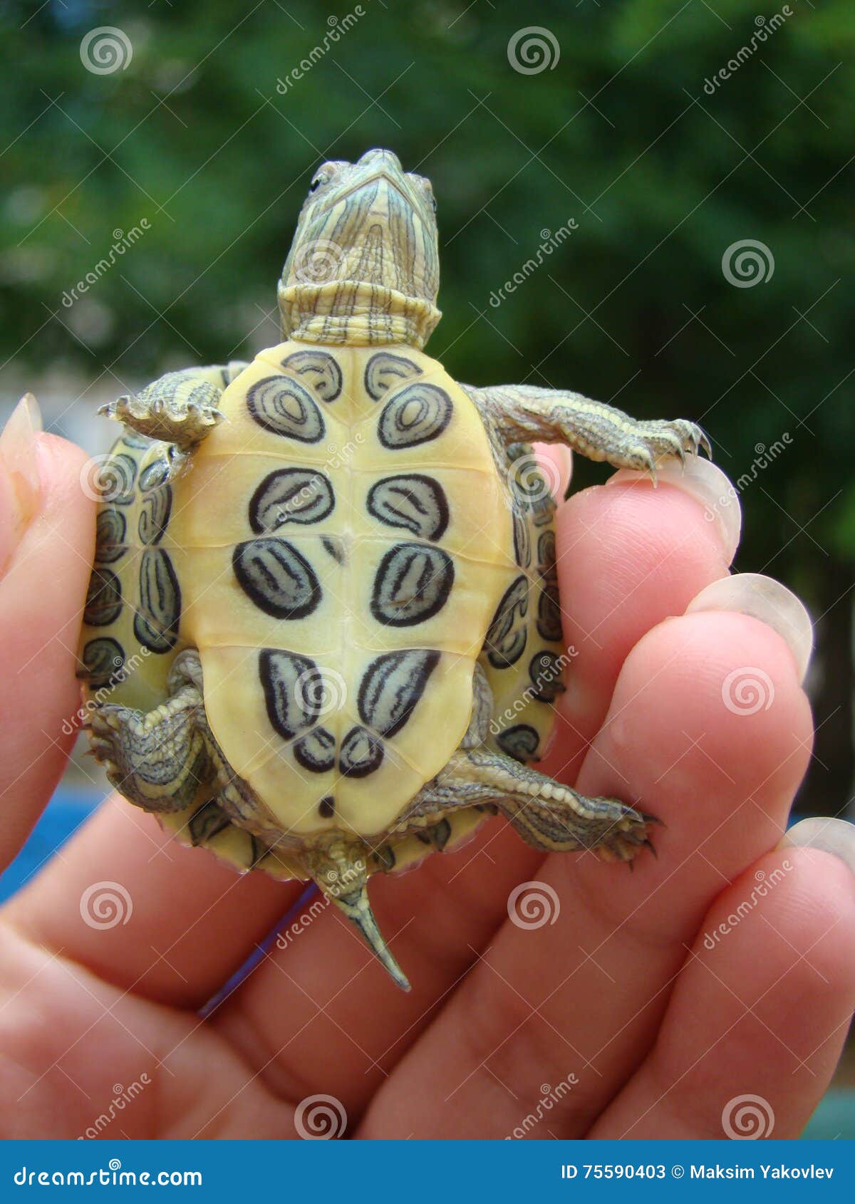 Turtle trachemys stock image. Image of hatchling, reptiles - 75590403