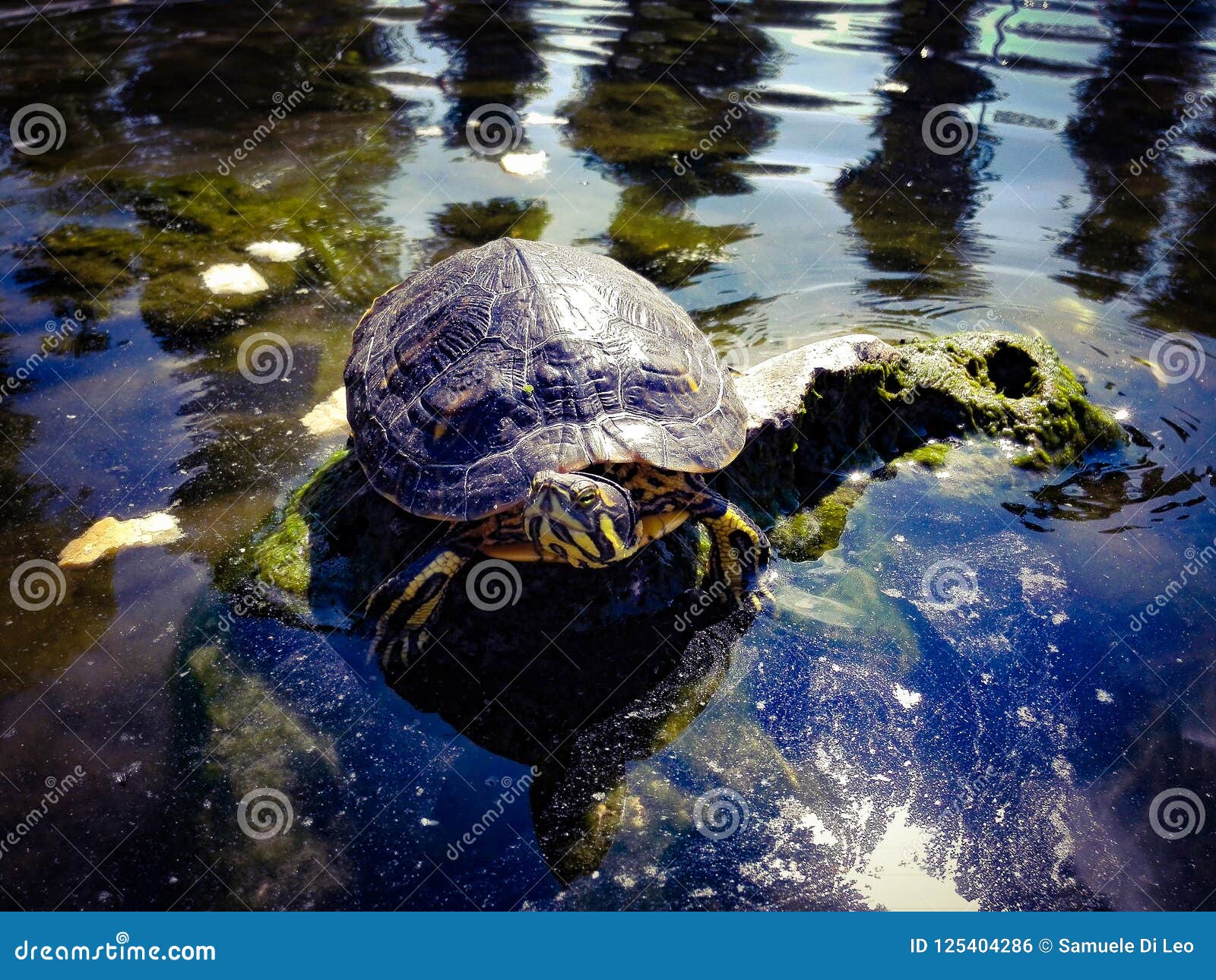 Close Up of a Turtle Trachemys Sunbathing in a Pond on a Rock. Stock ...