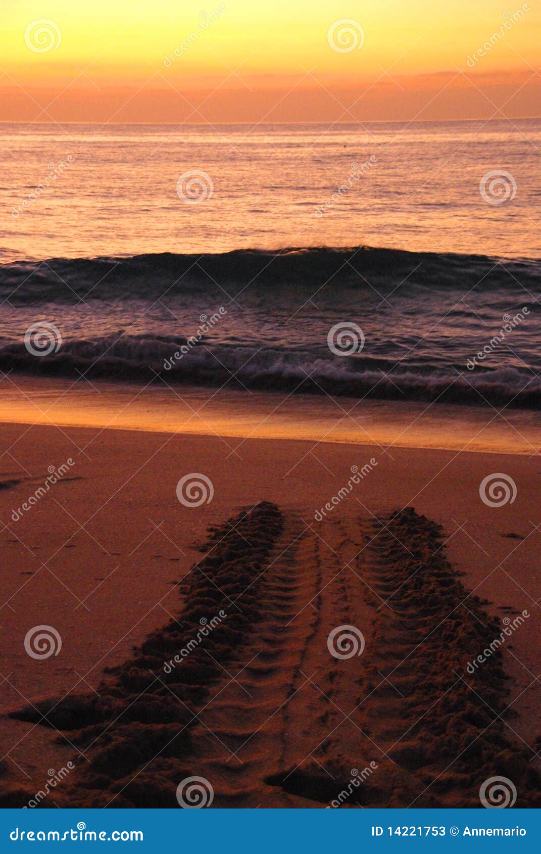Turtle tracks stock image. Image of arabia, africa, guided - 14221753