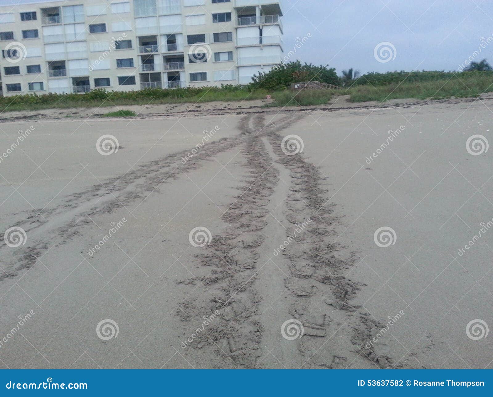 Turtle Tracks stock photo. Image of impressions, turtle - 53637582