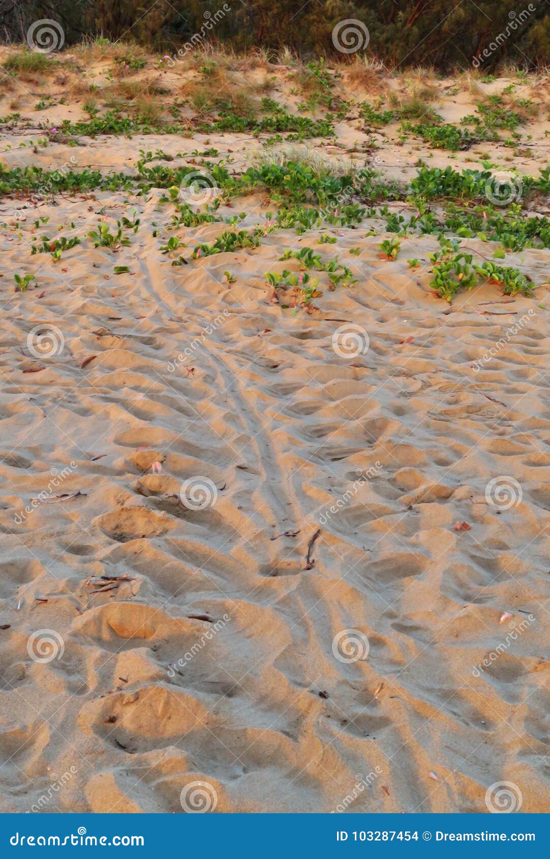 Turtle tracks October 2017 stock photo. Image of dunes - 103287454