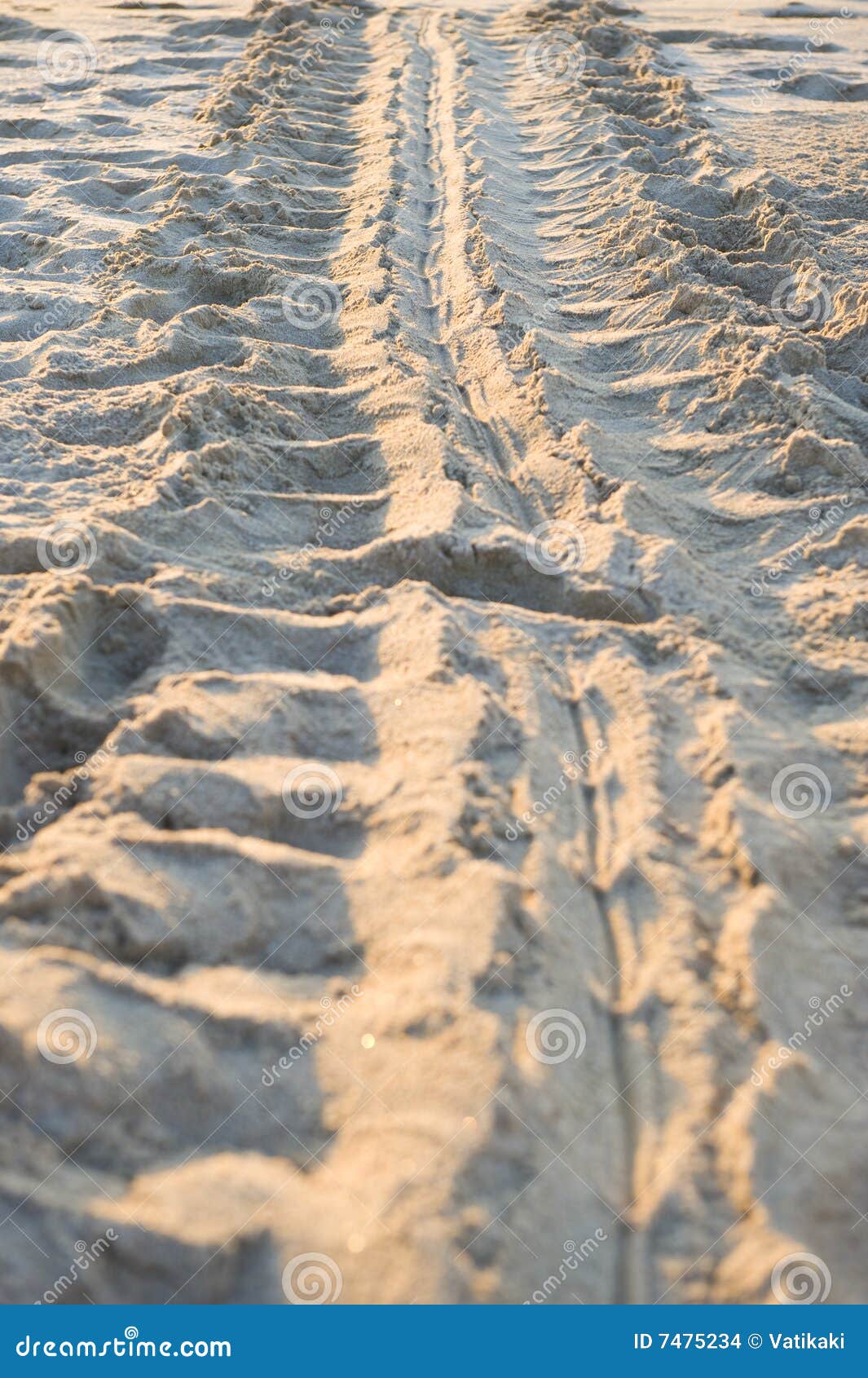 Tracks Of Turtle In Sand, Bartolome Island, Galapagos Islands, Ecuador ...