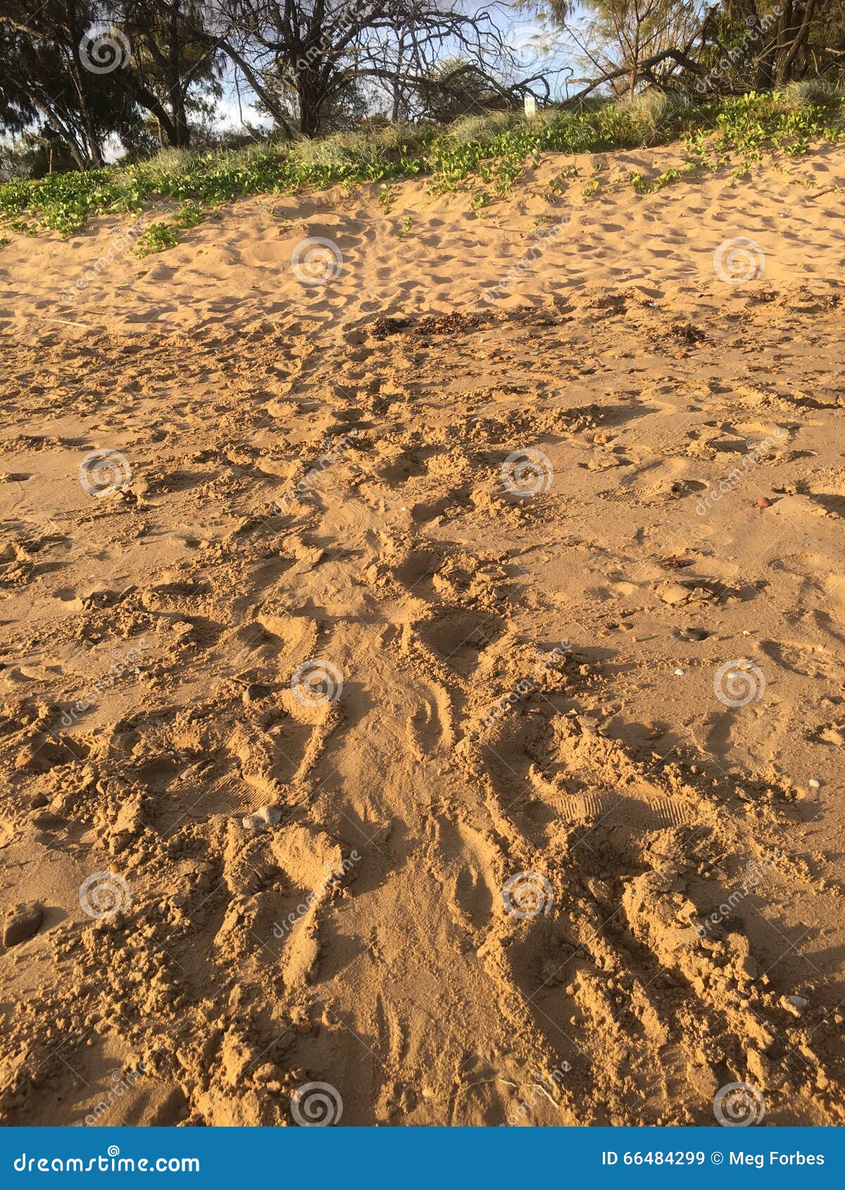 Turtle Tracks at Sunrise, Australia Stock Image - Image of sand ...