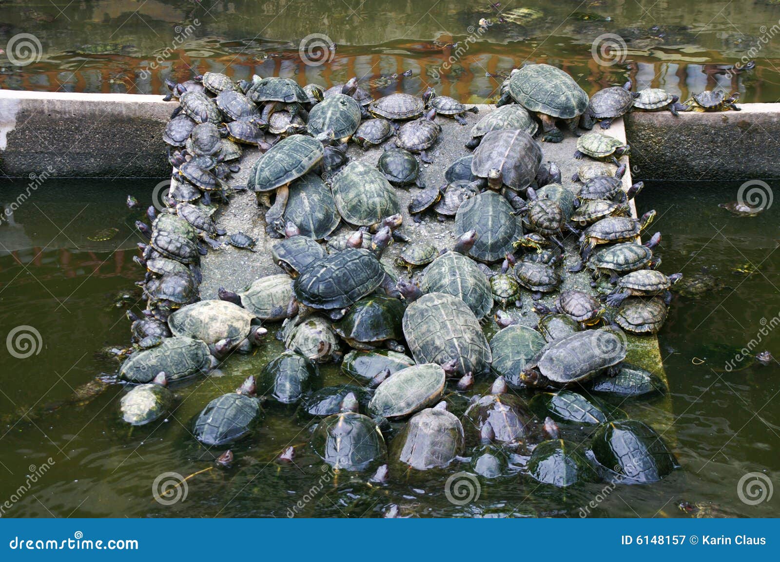 Turtle traffic stock image. Image of pier, tropical, water - 6148157