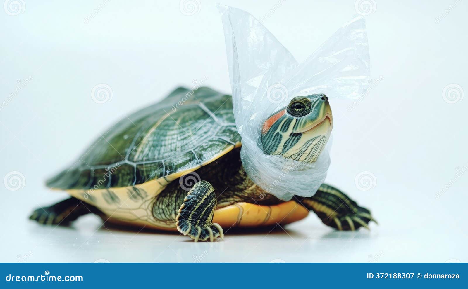 Turtle Trapped In A Net Being Helped By A Diver Royalty-Free Stock ...