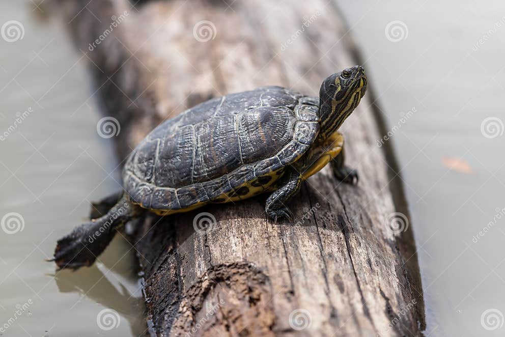 Turtle on the tree stock photo. Image of design, blue - 186021862