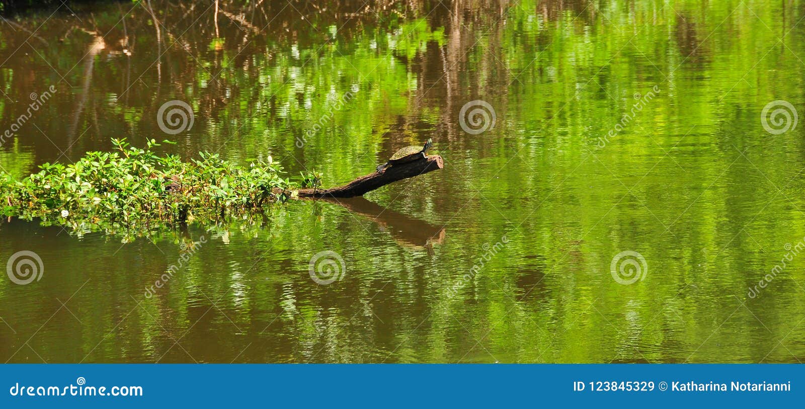 Turtle on Tree Branch in River at Horton Slough Stock Image - Image of ...