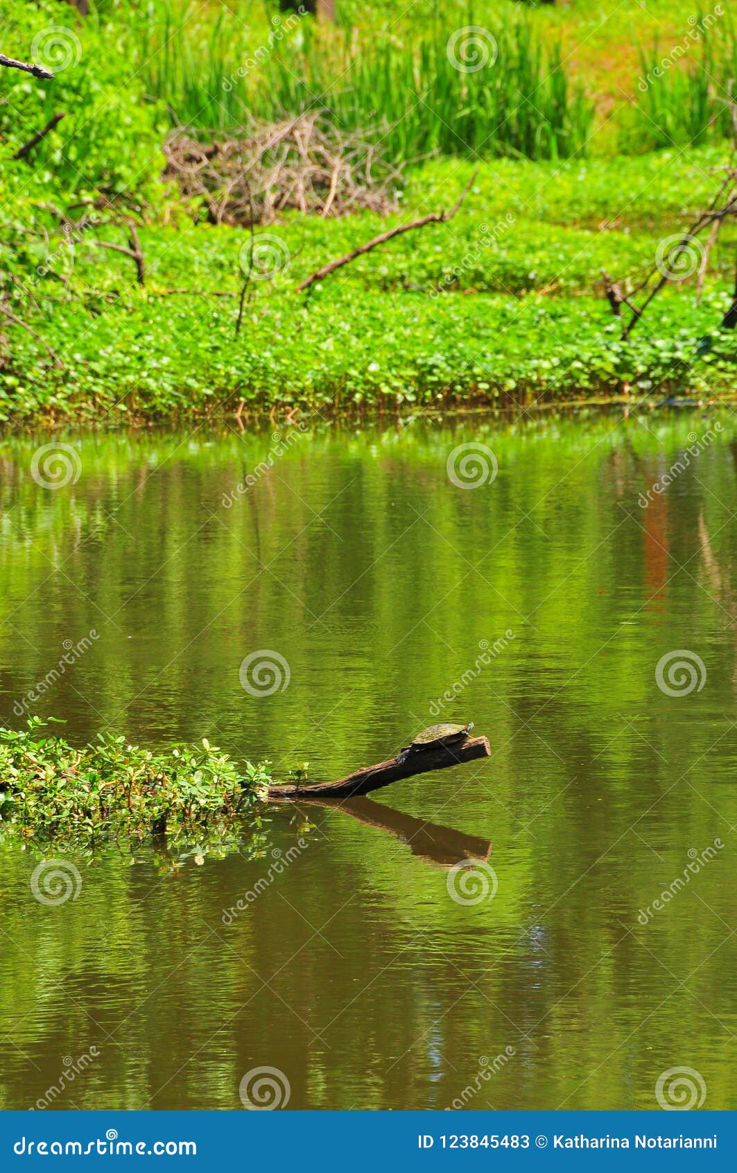 Turtle on Tree Branch in River at Horton Slough Stock Image - Image of ...
