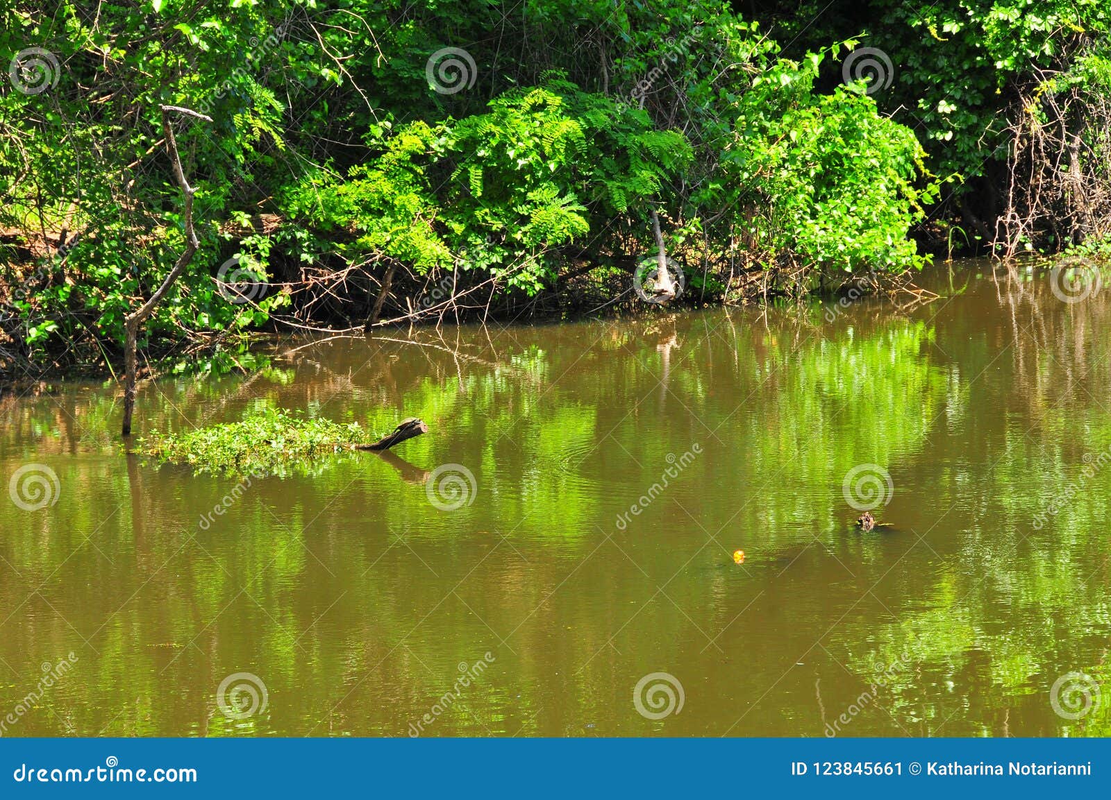 Turtle on Tree Branch in River at Horton Slough Stock Image - Image of ...