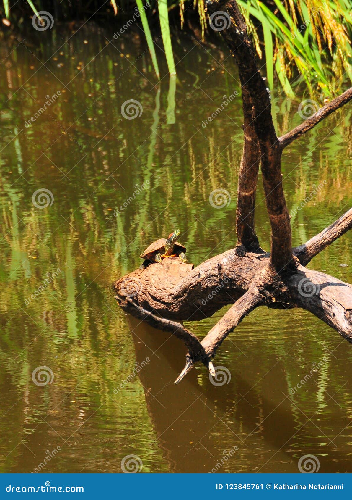 Turtle on Tree Branch in River at Horton Slough Stock Image - Image of ...