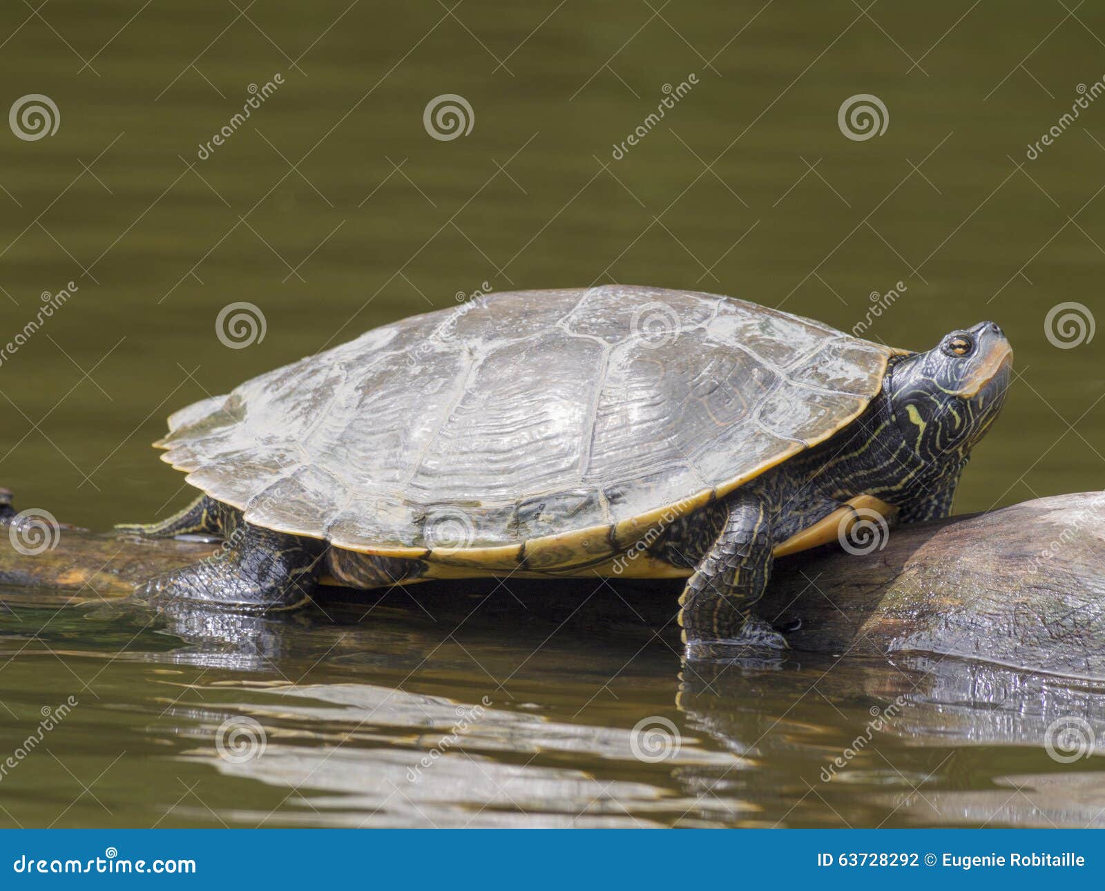 Turtle on tree stock photo. Image of reptile, nature - 63728292