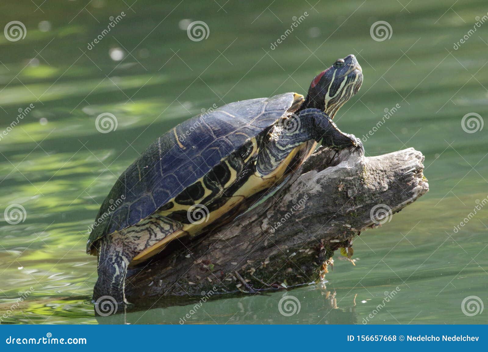 Turtle on a Tree in a River Stock Photo - Image of guinea, aquarium ...