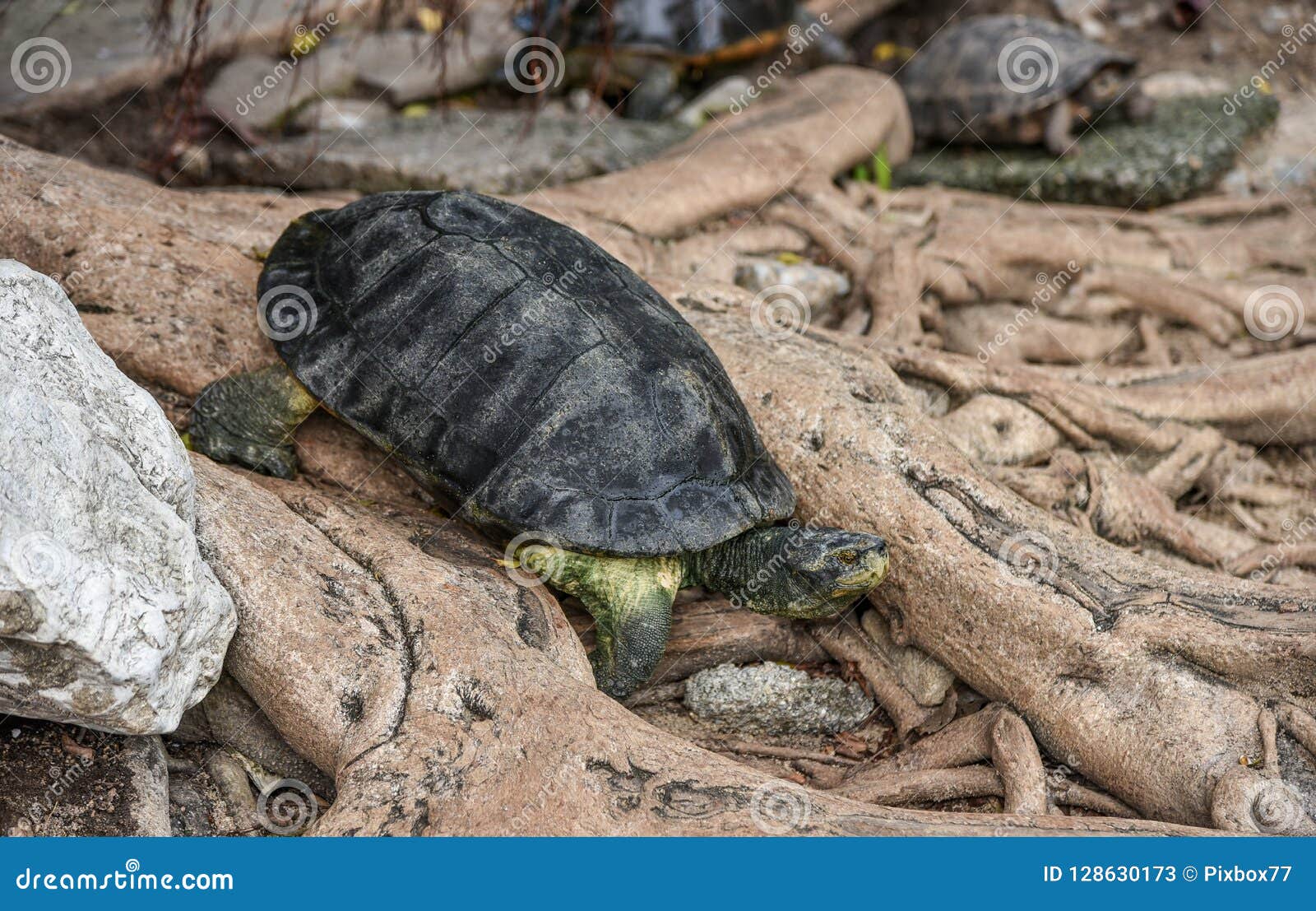 Turtle on tree root stock image. Image of wild, walking - 128630173