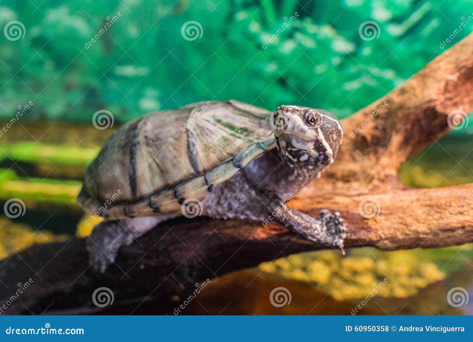 Turtle on a Tree See the Camera Stock Photo - Image of tree, climbing ...