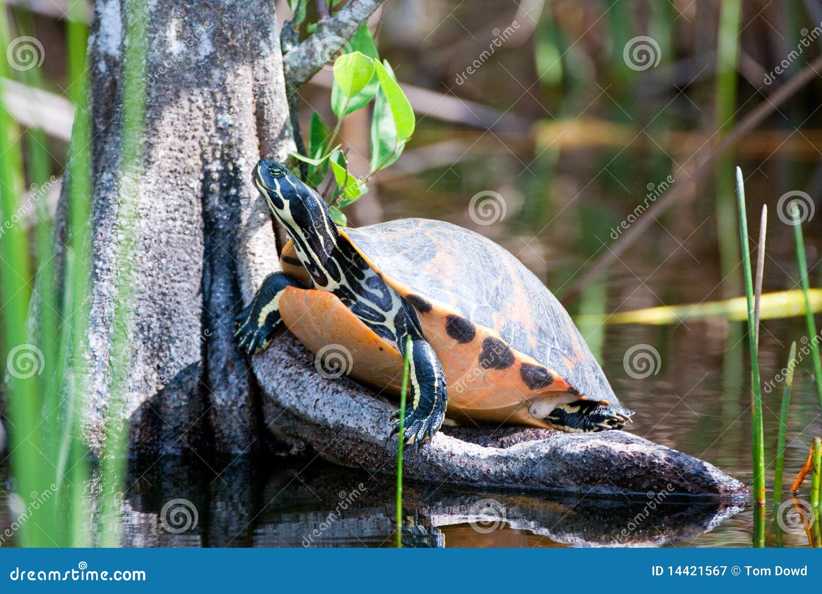 Turtle on tree stump stock image. Image of swamp, wildlife - 14421567