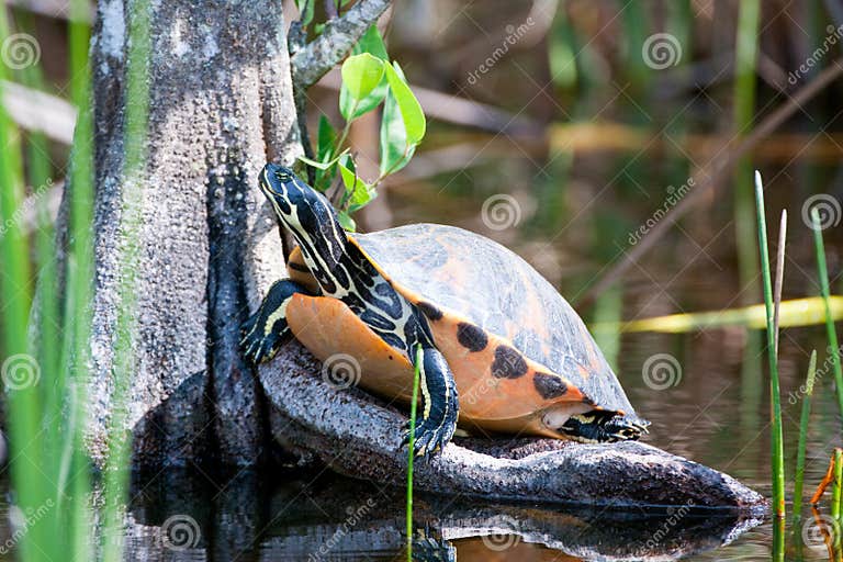 Turtle on tree stump stock image. Image of swamp, wildlife - 14421567