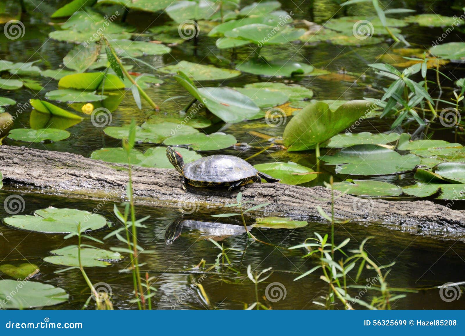 Turtle on a tree stump stock image. Image of tree, plants - 56325699