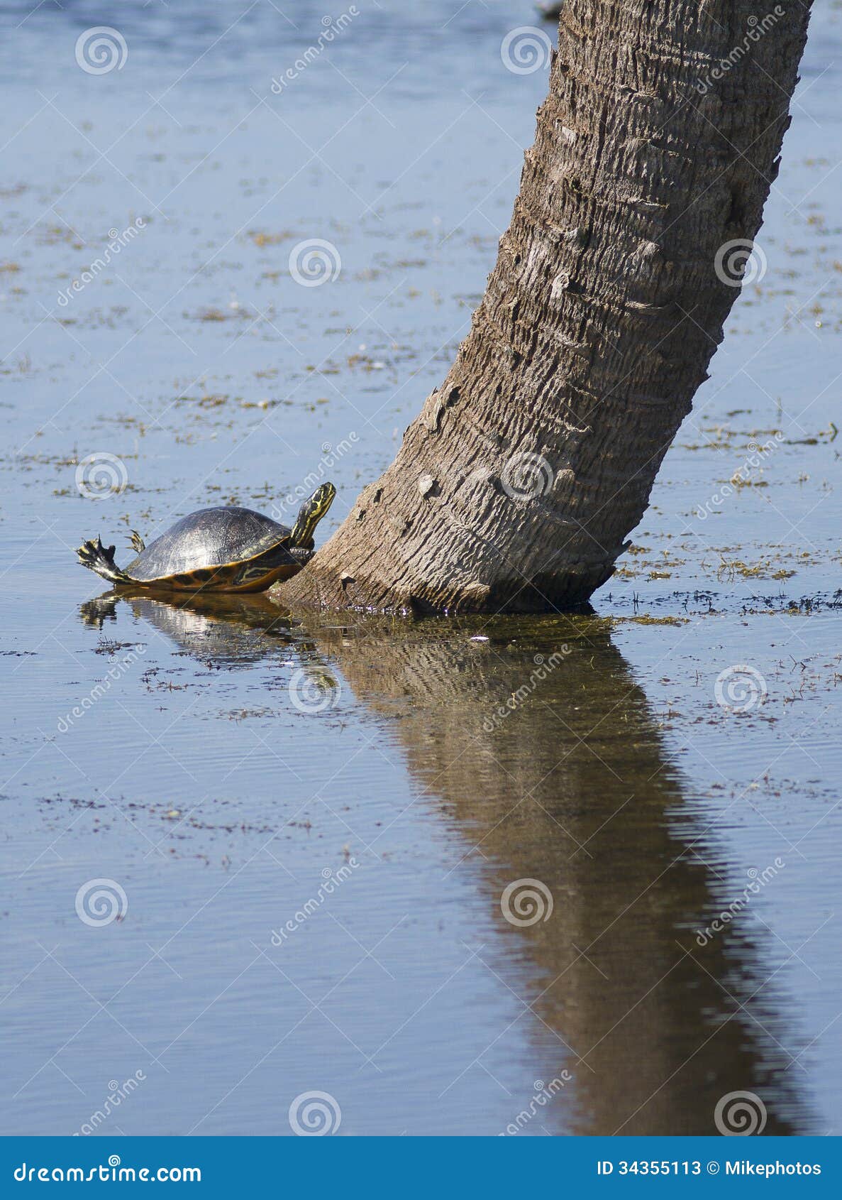 Turtle on Tree Trunk in Lake Stock Image - Image of reflected, turtle ...