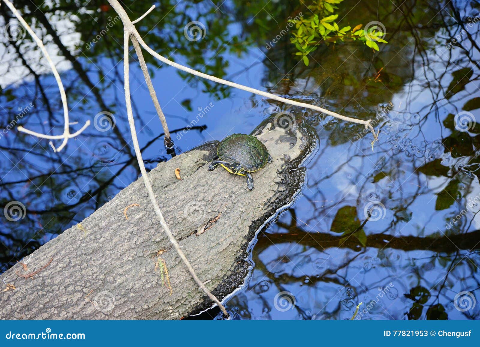 An turtle in tree trunk stock image. Image of palms, florida - 77821953