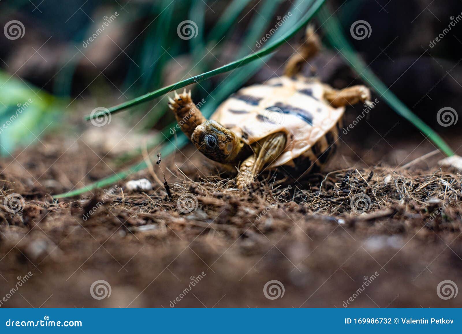 Turtle Turn Over Turtle on Grass Floor Dramatic Struggle Dof Sharp ...