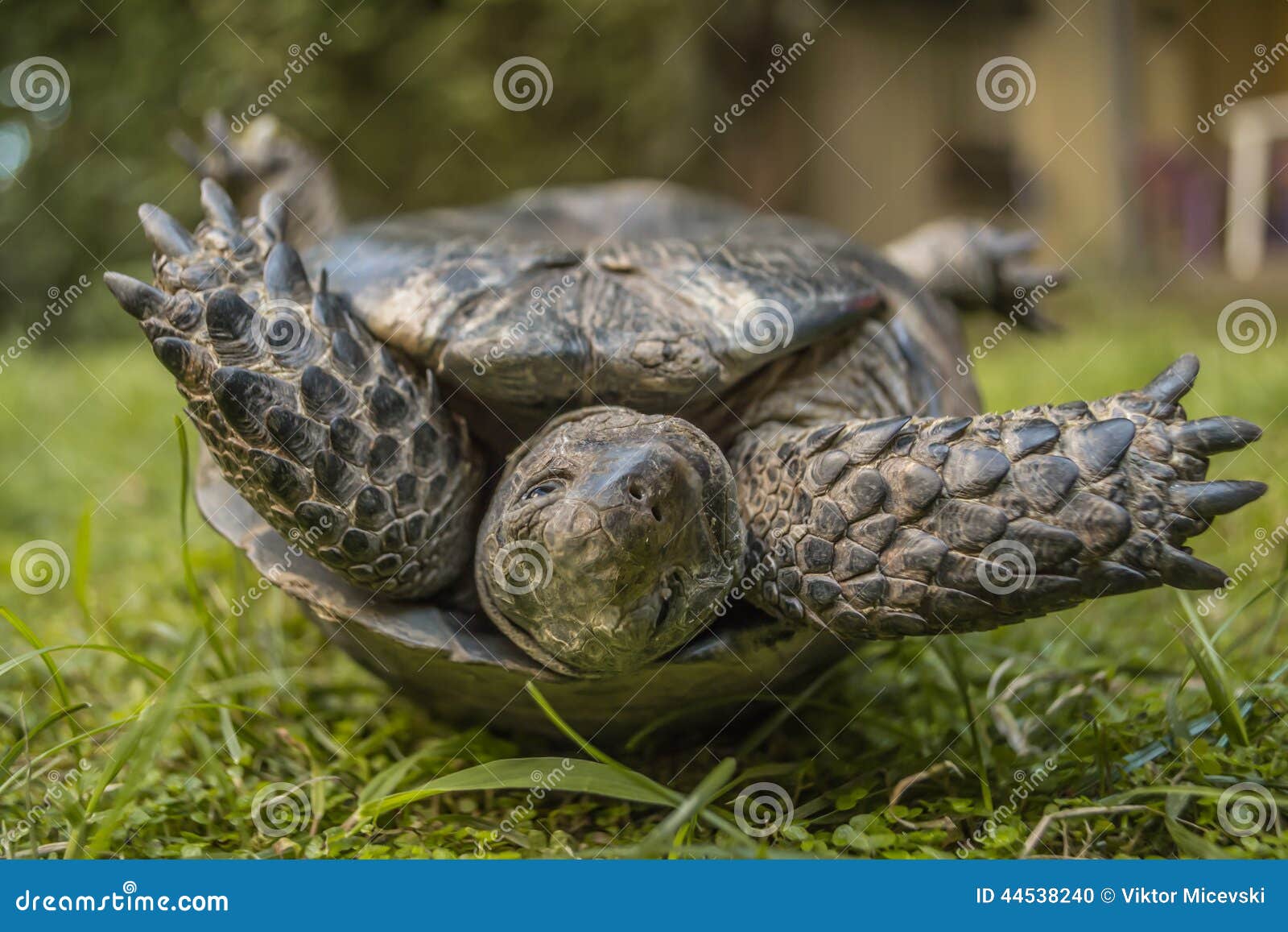 Turtle stock photo. Image of reptile, outdoor, slowness - 44538240