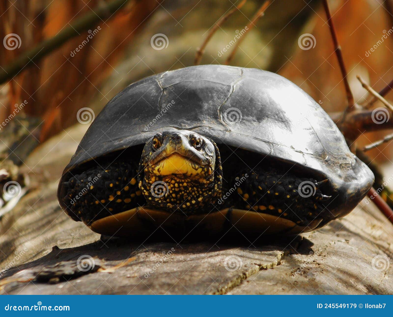 Turtle. Turtle on a Fallen Tree. Cane. European Pond Turtle Stock Image ...