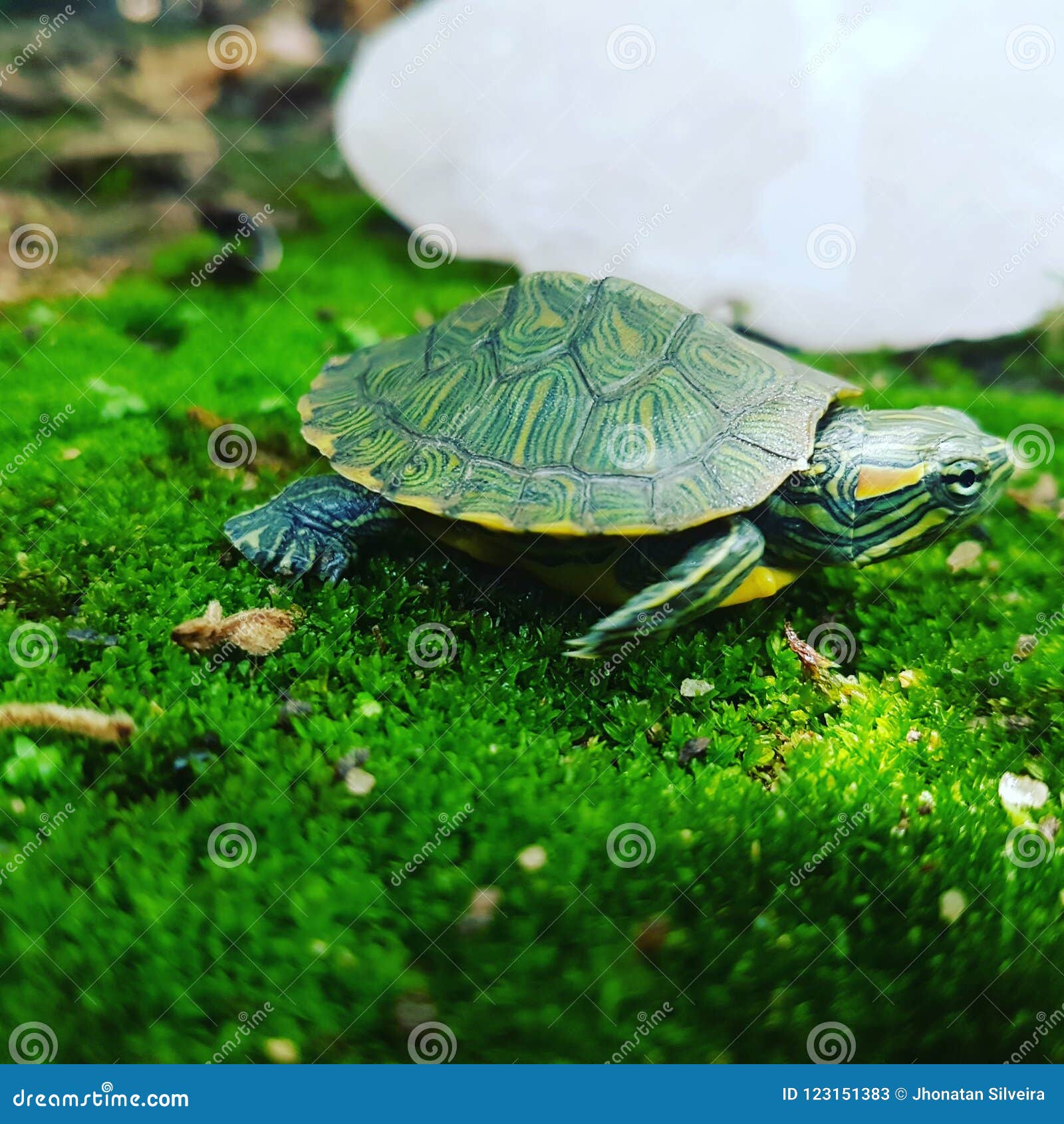 Turtle stock image. Image of grass, moss, turtle, green - 123151383