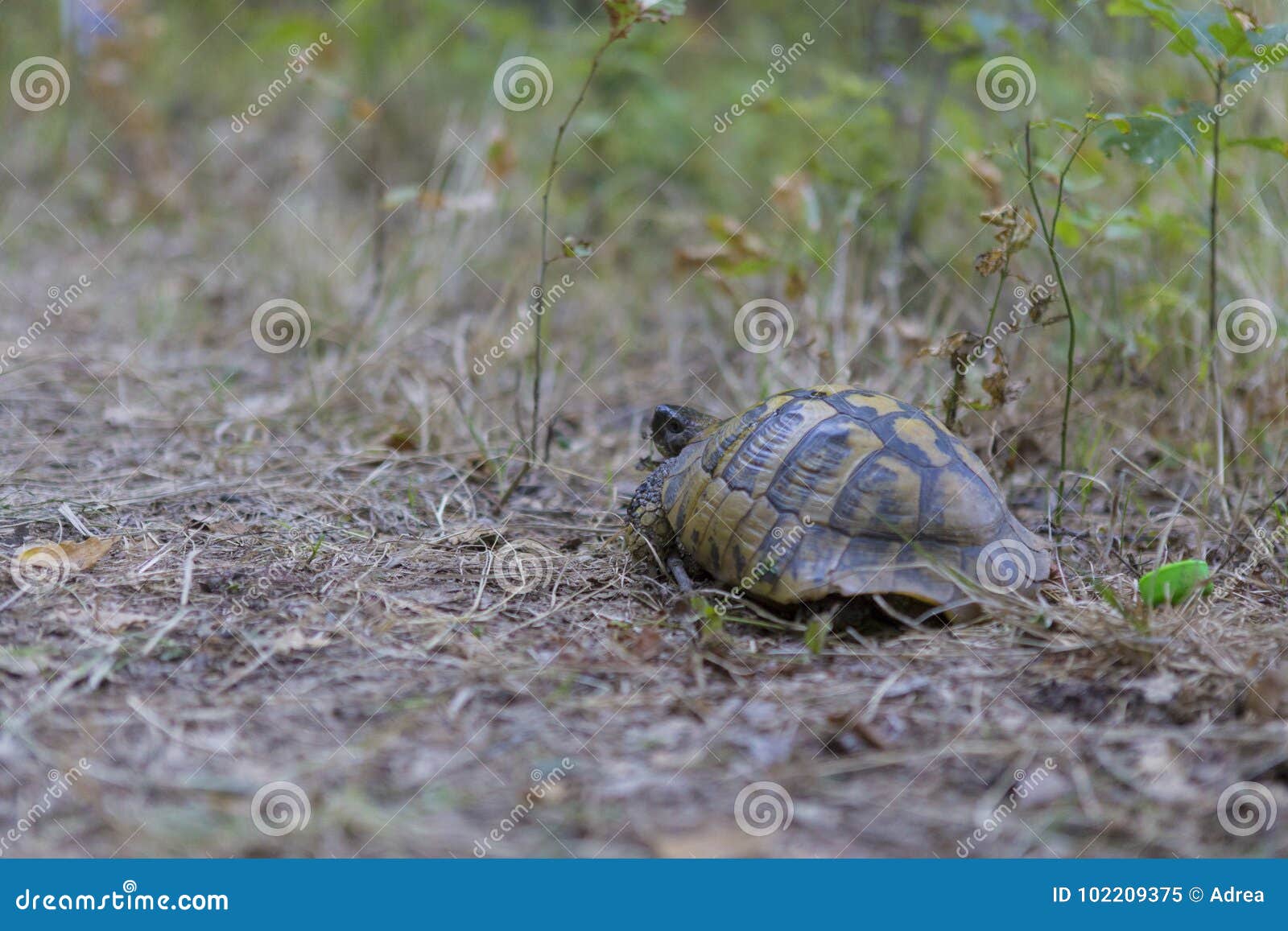 Turtle Walking on a Forest Path Stock Image - Image of amphibian ...