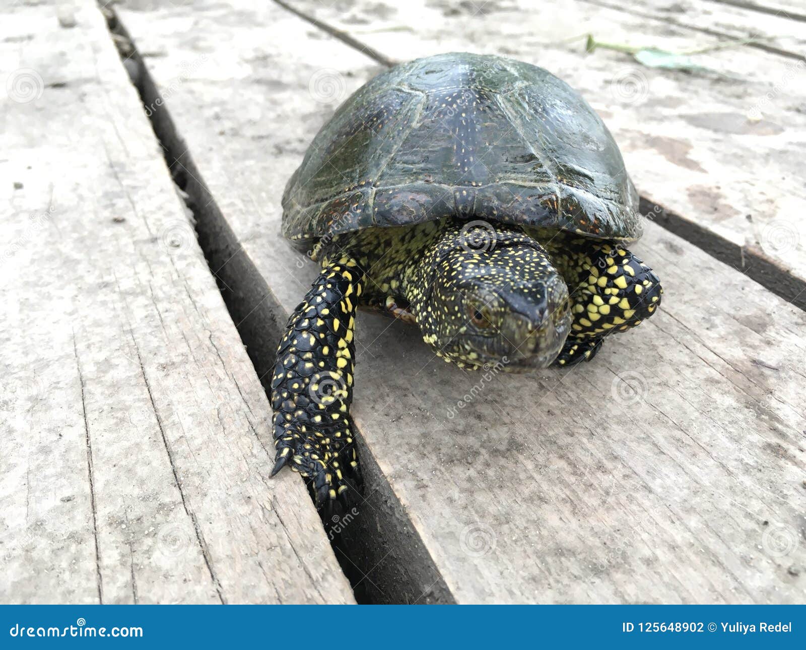 Turtle stock photo. Image of bridge, summer, turtle - 125648902