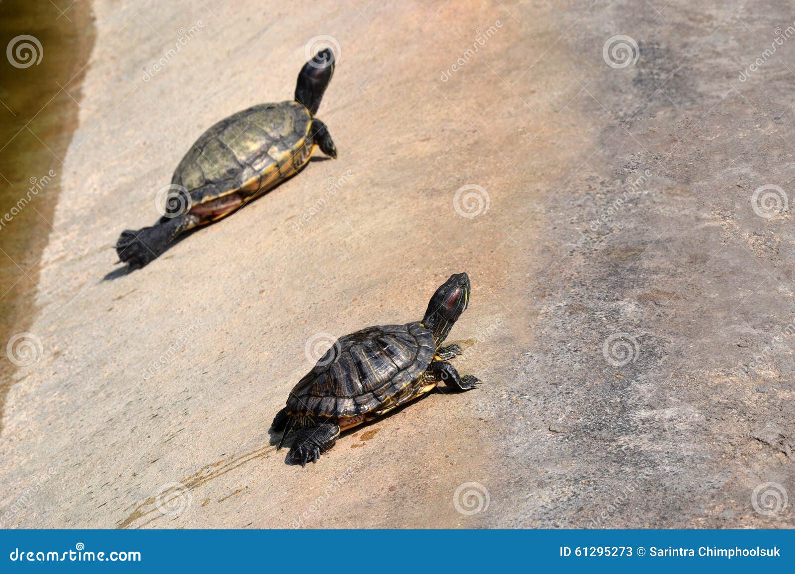 The turtle stock image. Image of chelydridae, sunbathe - 61295273