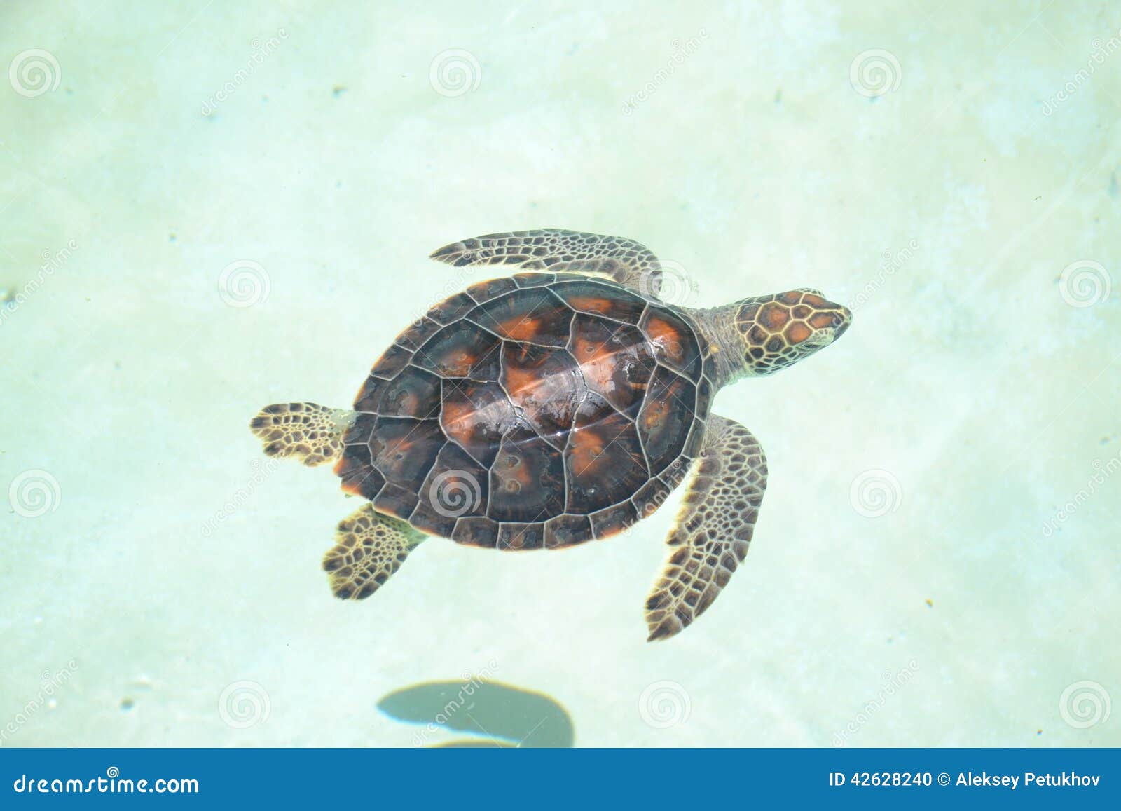 Turtle Turtles Life Reptiles Marinelife Mammals Stock Photo - Image of ...
