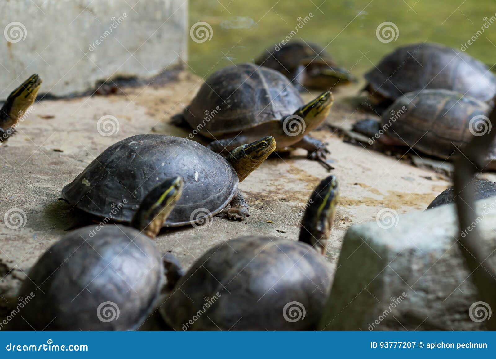 Turtles In The Pond Stock Photo | CartoonDealer.com #51699000