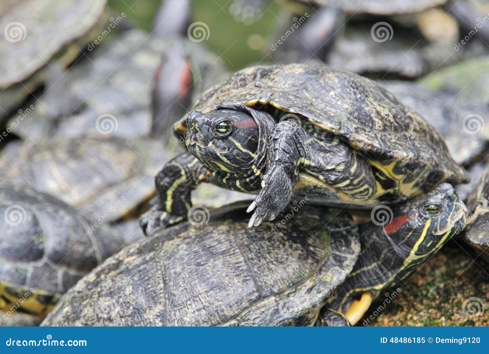 Turtles On Stairs In A Temple Stock Image | CartoonDealer.com #22181353