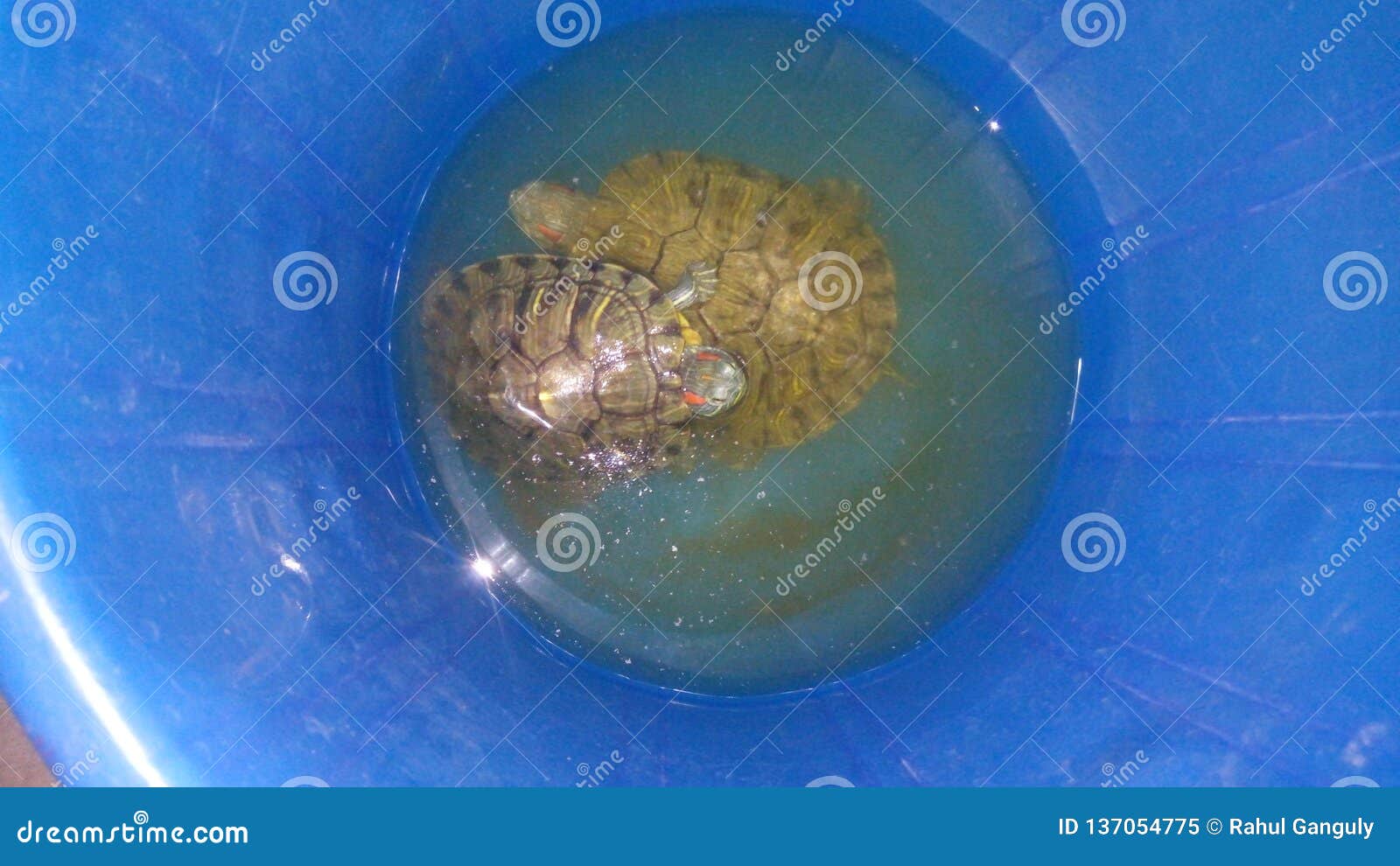 Turtle stock image. Image of turtle, bucket, live - 137054775