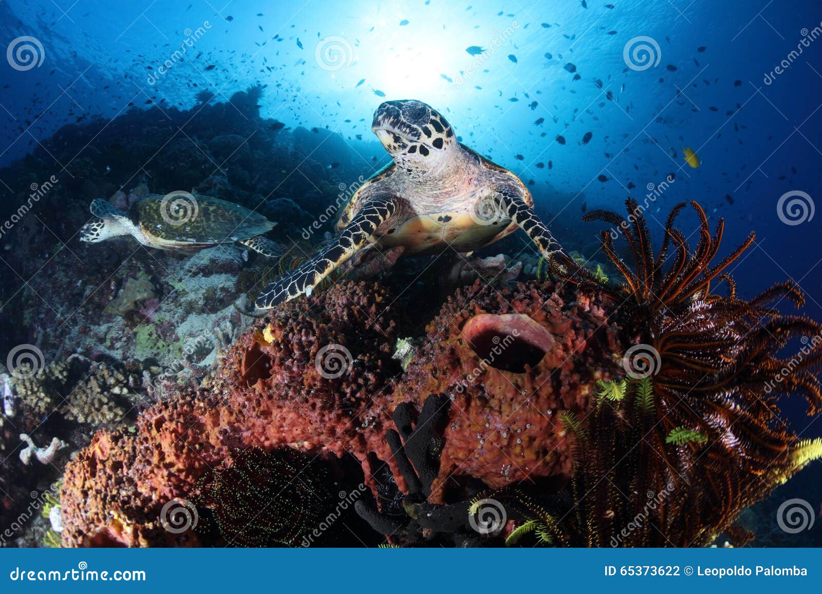 Turtle under the sea stock photo. Image of unterwasser - 65373622