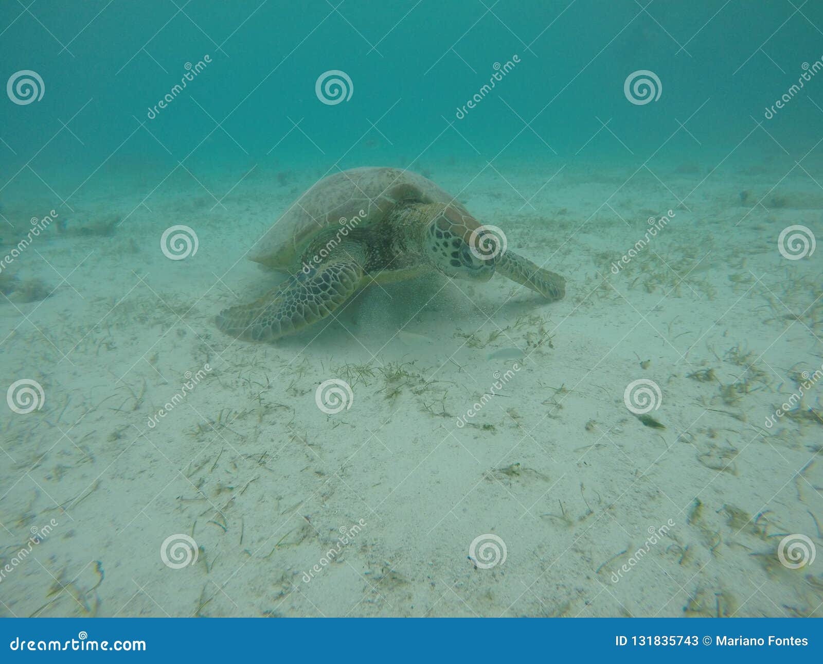 Turtle under the water stock image. Image of cristalina - 131835743