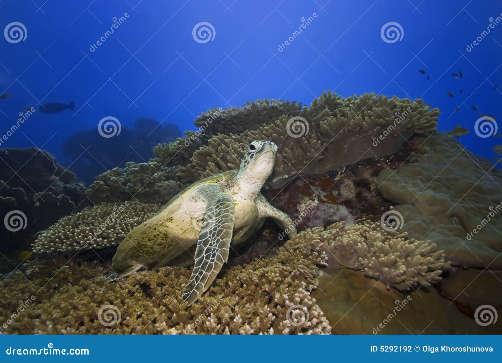 Sea Turtle Underwater Scene. Underwater Sea Turtle Stock Photo ...