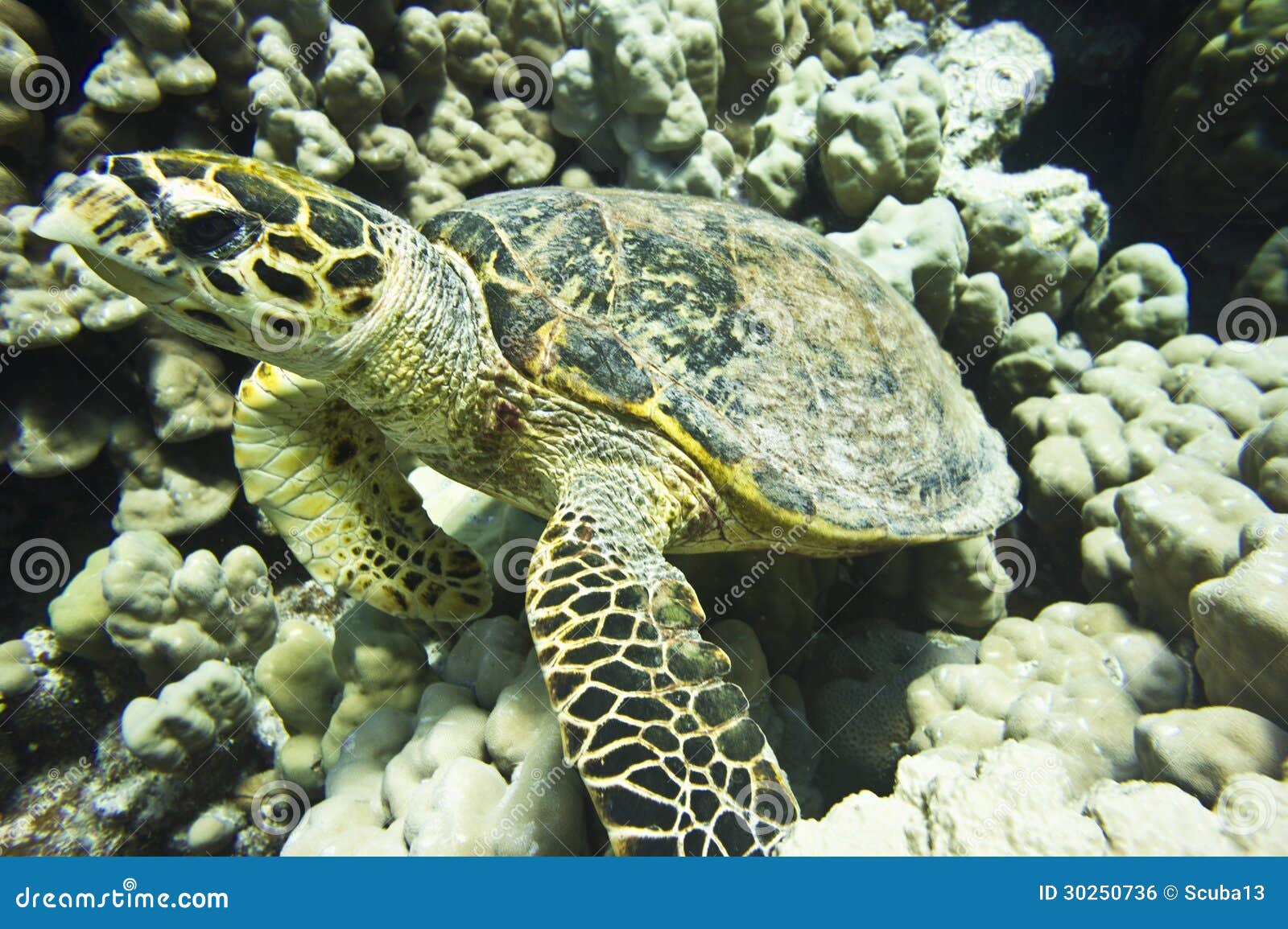 Sea Turtle Underwater On Blue Water Background Stock Photography ...