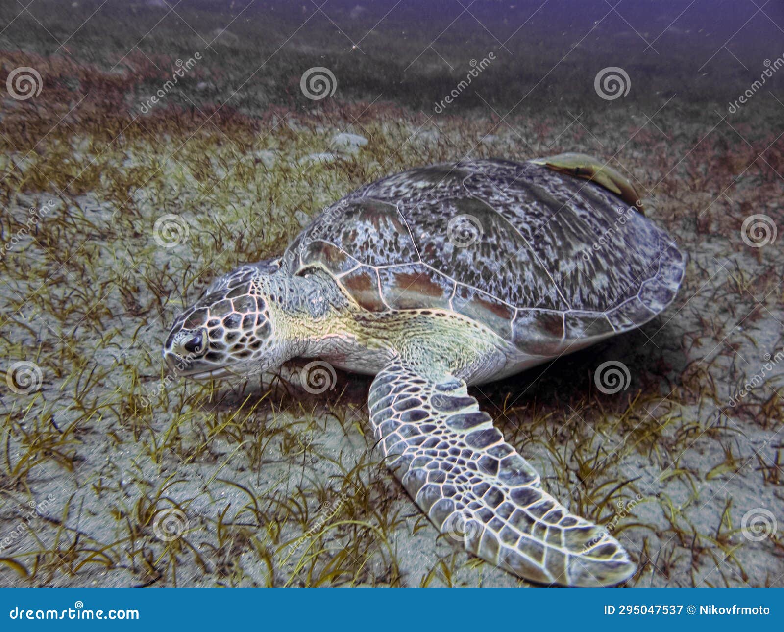 Turtle Underwater in the Red Sea Stock Image - Image of scuba, turtle ...