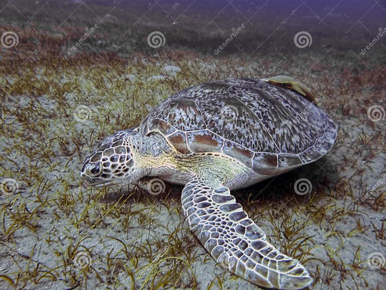 Turtle Underwater in the Red Sea Stock Image - Image of scuba, turtle ...
