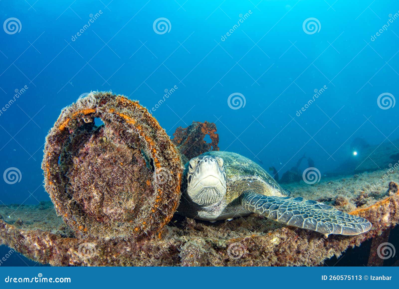 Turtle Underwater on a Ship Wreck Stock Image - Image of diving, water ...