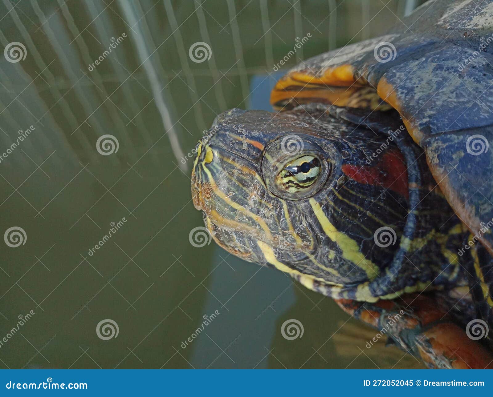 Turtle Up Close, Exotic Amphibious Animal Stock Image - Image of ...