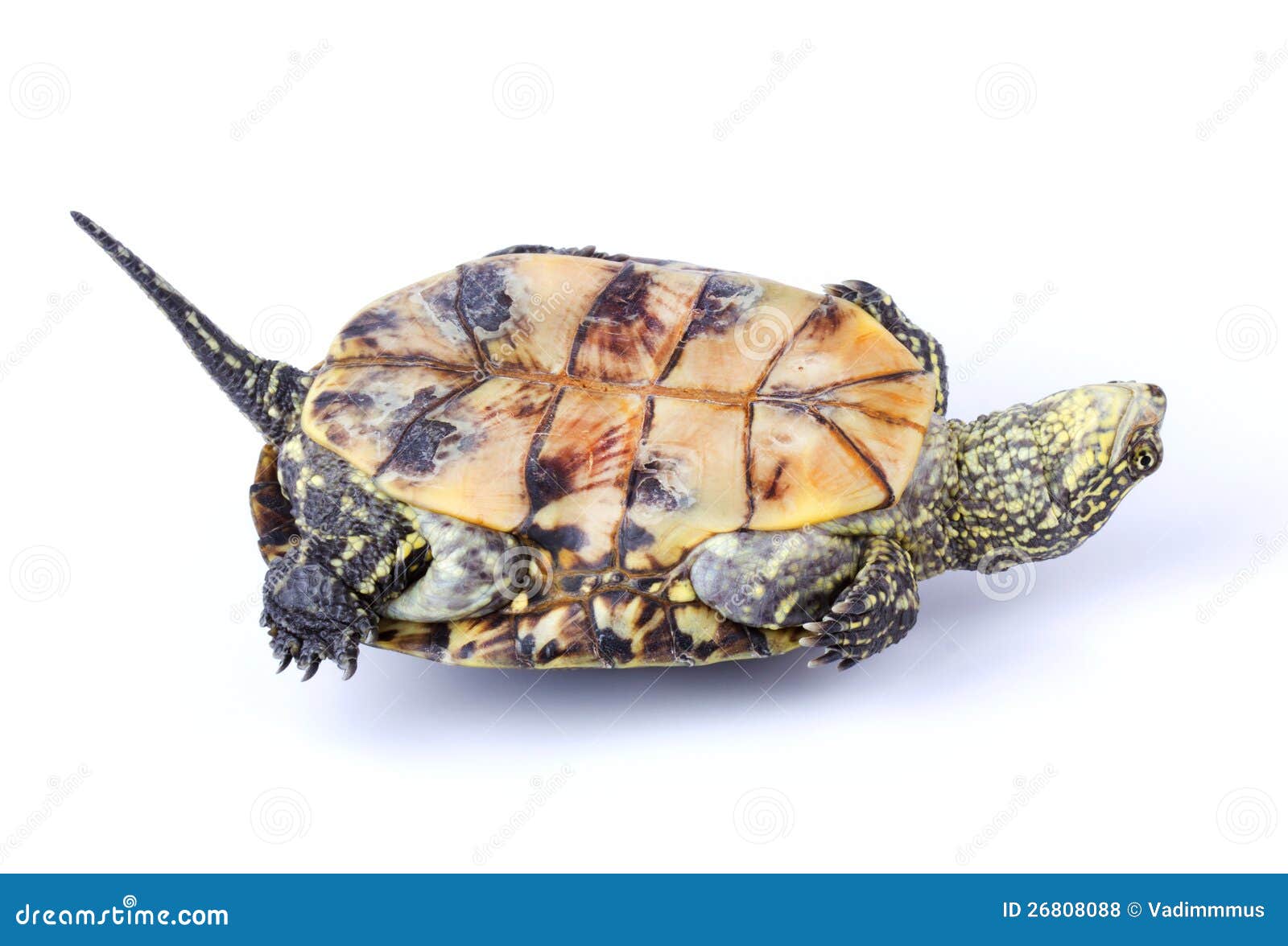 Turtle upside down stock photo. Image of carapace, look - 26808088